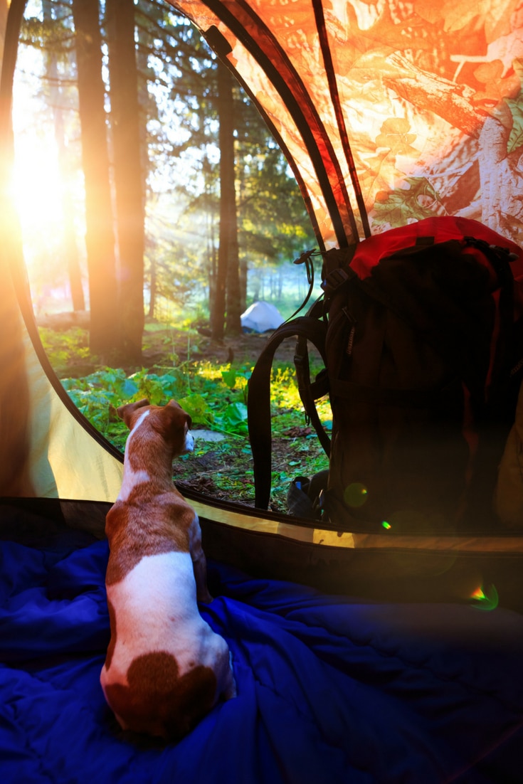 8 Must Read Tips for Camping with Your Dog - Total Dadass
